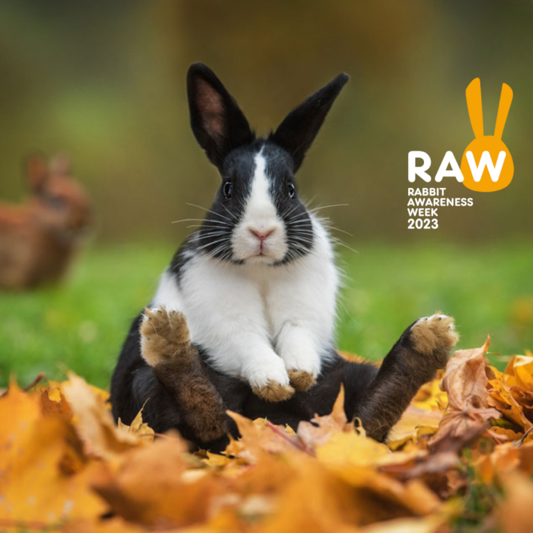Rabbit Neutering: Protect and Prevent | Blog | Rabbit Awareness Week